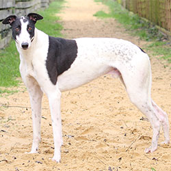 The Champagne Club - Bubbly Greyhounds Racing Syndicate